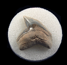 Tan Lee Creek Galeocerdo cuvier tooth from No. Carolina for sale ...