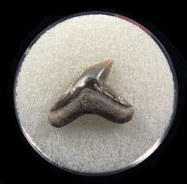 Extra Large Lee Creek Physogaleus aduncus tooth for sale | Buried ...