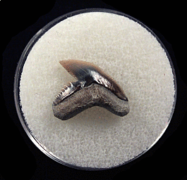 NC Physogaleus aduncus tooth for sale | Buried Treasure Fossils