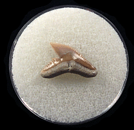 Aurora Physogaleus shark tooth | Buried Treasure Fossils