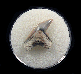 Rare Lee Creek Physogaleus shark tooth | Buried Treasure Fossils