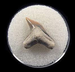 Big LC Physogaleus aduncus tooth | Buried Treasure Fossils