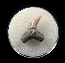 Aurora Physogaleus contortus shark tooth | Buried Treasure Fossils