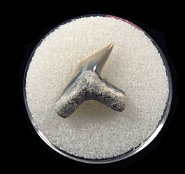 NC Physogaleus contortus shark tooth | Buried Treasure Fossils