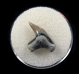 Physogaleus aduncus LC472 | Buried Treasure Fossils