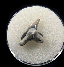 Physogaleus aduncus LC474 | Buried Treasure Fossils