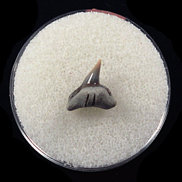 Physogaleus aduncus symphyseal tooth | Buried Treasure Fossils