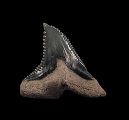 Aurora Hemipristis serra shark tooth | Buried Treasure Fossils
