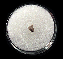 Aurora Rhincodon typus tooth | Buried Treasure Fossils