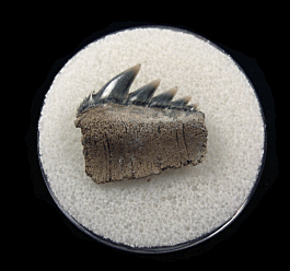 Lee Creek Sevengill Cow shark tooth for sale | Buried Treasure Fossils