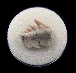 Top Quality Lee Creek Cow shark tooth for sale | Buried Treasure Fossils