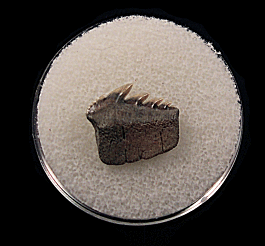 Aurora Notorynchus tooth for sale | Buried Treasure Fossils