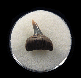 Aurora Cow shark upper jaw tooth for sale | Buried Treasure Fossils