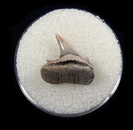Aurora Sevengill Cow shark upper jaw tooth for sale | Buried Treasure ...