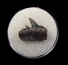 Aurora Sevengill Cow shark tooth for sale | Buried Treasure Fossils