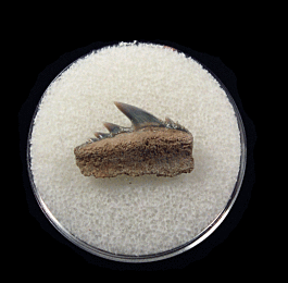 Quality Lee Creek Sevengill Cow shark tooth for sale | Buried Treasure ...