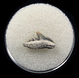 Lee Creek Cow shark tooth for sale | Buried Treasure Fossils