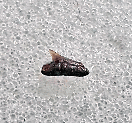 Aurora Rhizoprionodon tooth | Buried Treasure Fossils
