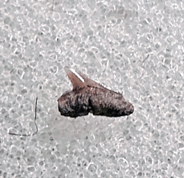 Lee Creek Rhizoprionodon tooth | Buried Treasure Fossils