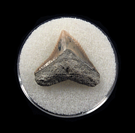 Real Lee Creek Bull shark tooth | Buried Treasure Fossils