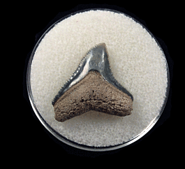 Extra Large Lee Creek Bull shark tooth for sale | Buried Treasure Fossils