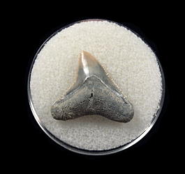 Real Lee Creek Bull shark tooth for sale | Buried Treasure Fossils