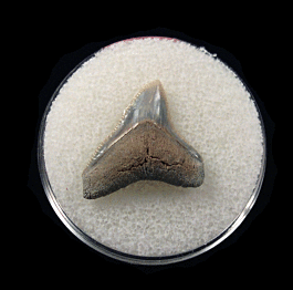 Bull shark tooth 722