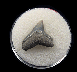 Bull shark tooth 729