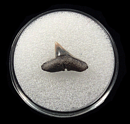 Large Lee Creek Sphyrna zygaena shark tooth for sale| Buried Treasure ...