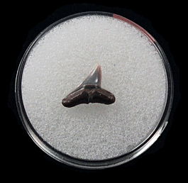 Lee Creek Hammerhead tooth for sale | Buried Treasure Fossils
