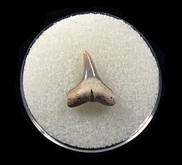 Lee Creek Negaprion tooth | Buried Treasure Fossils