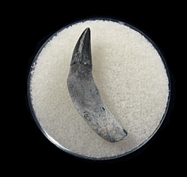 Aurora Dolphin tooth for sale | Buried Treasure Fossils