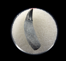 Large Aurora Dolphin tooth | Buried Treasure Fossils