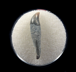 Dolphin tooth from No. Carolina for sale | Buried Treasure Fossils