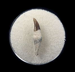 Big LC Dolphin tooth | Buried Treasure Fossils