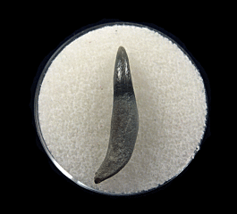 Quality Aurora Dolphin tooth | Buried Treasure Fossils