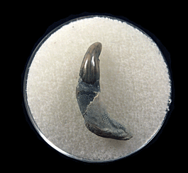 Aurora Dolphin tooth | Buried Treasure Fossils