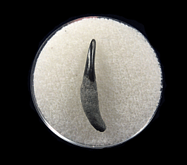 Real Aurora Dolphin tooth | Buried Treasure Fossils