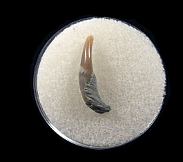 No. Carolina Dolphin tooth | Buried Treasure Fossils