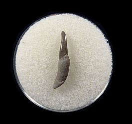 Lee Creek Dolphin tooth | Buried Treasure Fossils