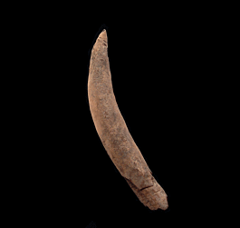 Lee Creek Whale tooth | Buried Treasure Fossils