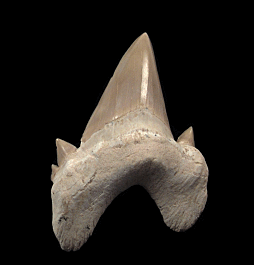 Otodus symphyseal tooth for sale | Buried Treasure Fossils