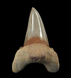 Large Moroccan Otodus sokolovi tooth | Buried Treasure Fossils