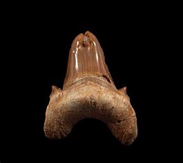 Pathologic Otodus tooth for sale | Buried Treasure Fossils