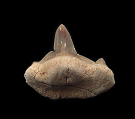 Twisted crown pathologic Otodus shark tooth | Buried Treasure Fossils