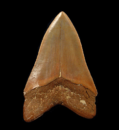Big Moroccan Megalodon tooth for sale | Buried Treasure Fossils