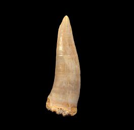 Moroccan Enchodus libycus tooth for sale| Buried Treasure Fossils