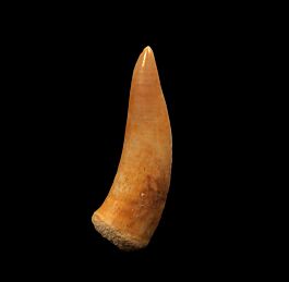 Extra large Enchodus tooth for sale| Buried Treasure Fossils