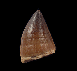 Perfect Prognathodon tooth for sale | Buried Treasure Fossils