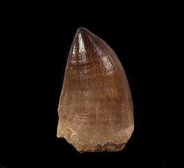 Real Mosasaur tooth for sale | Buried Treasure Fossils